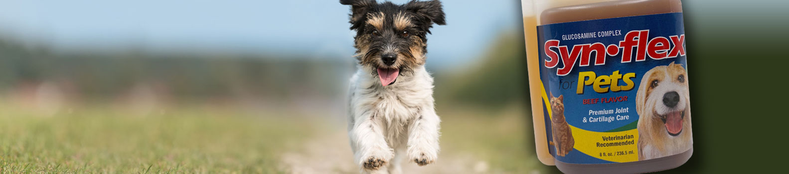 Liquid Glucosamine Chondroitin for Dogs | Synflex America